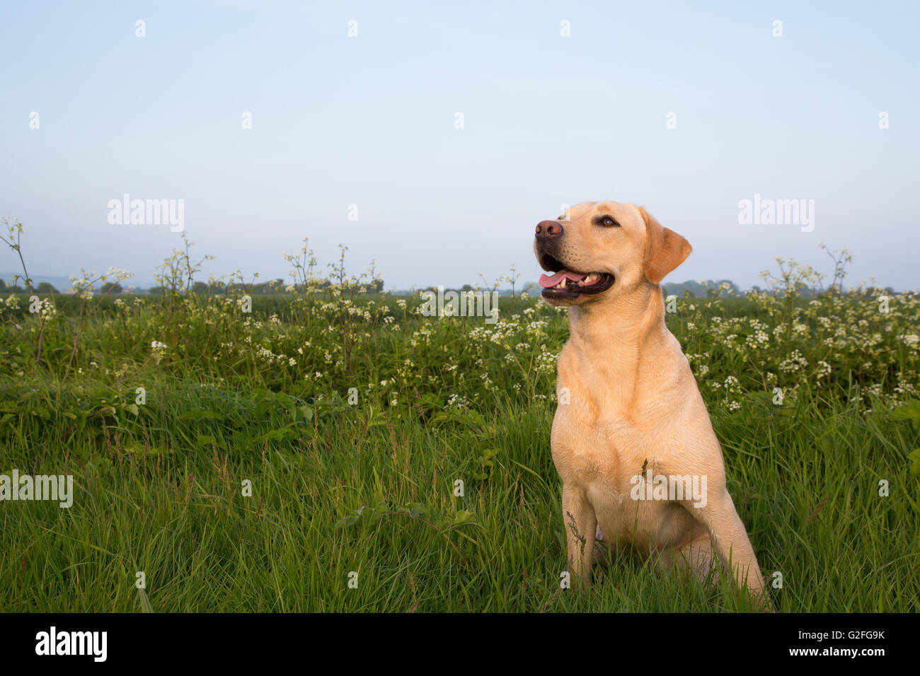 A golden Labrador gun dog in training Stock Photo - Alamy