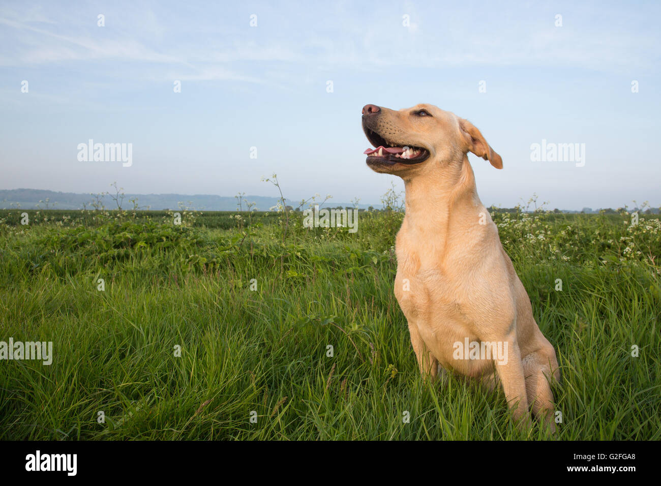 A golden Labrador gun dog in training Stock Photo - Alamy