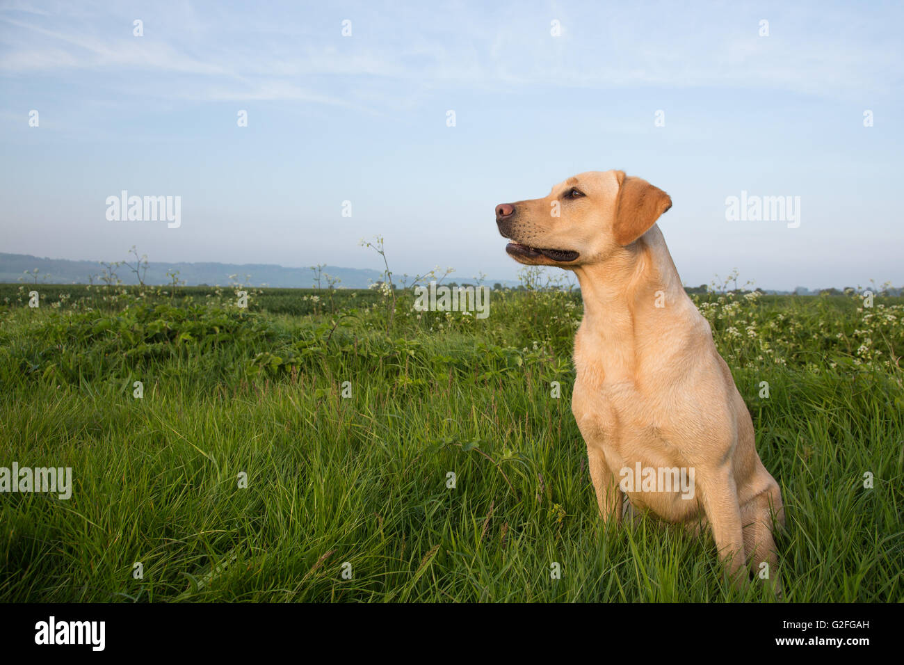 A golden Labrador gun dog in training Stock Photo - Alamy