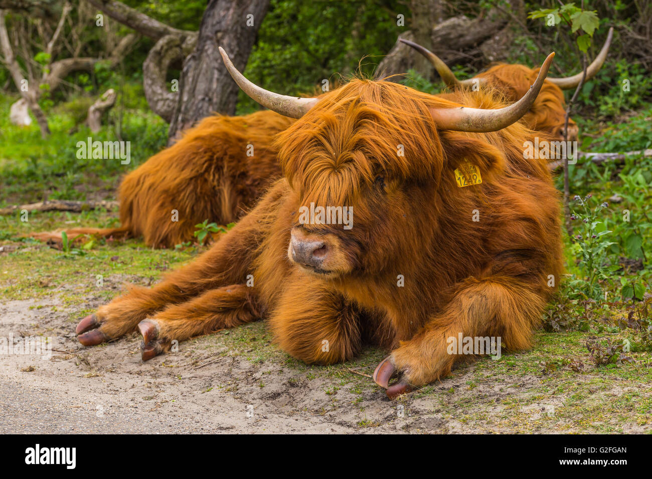 Scottish highlander hi-res stock photography and images - Alamy