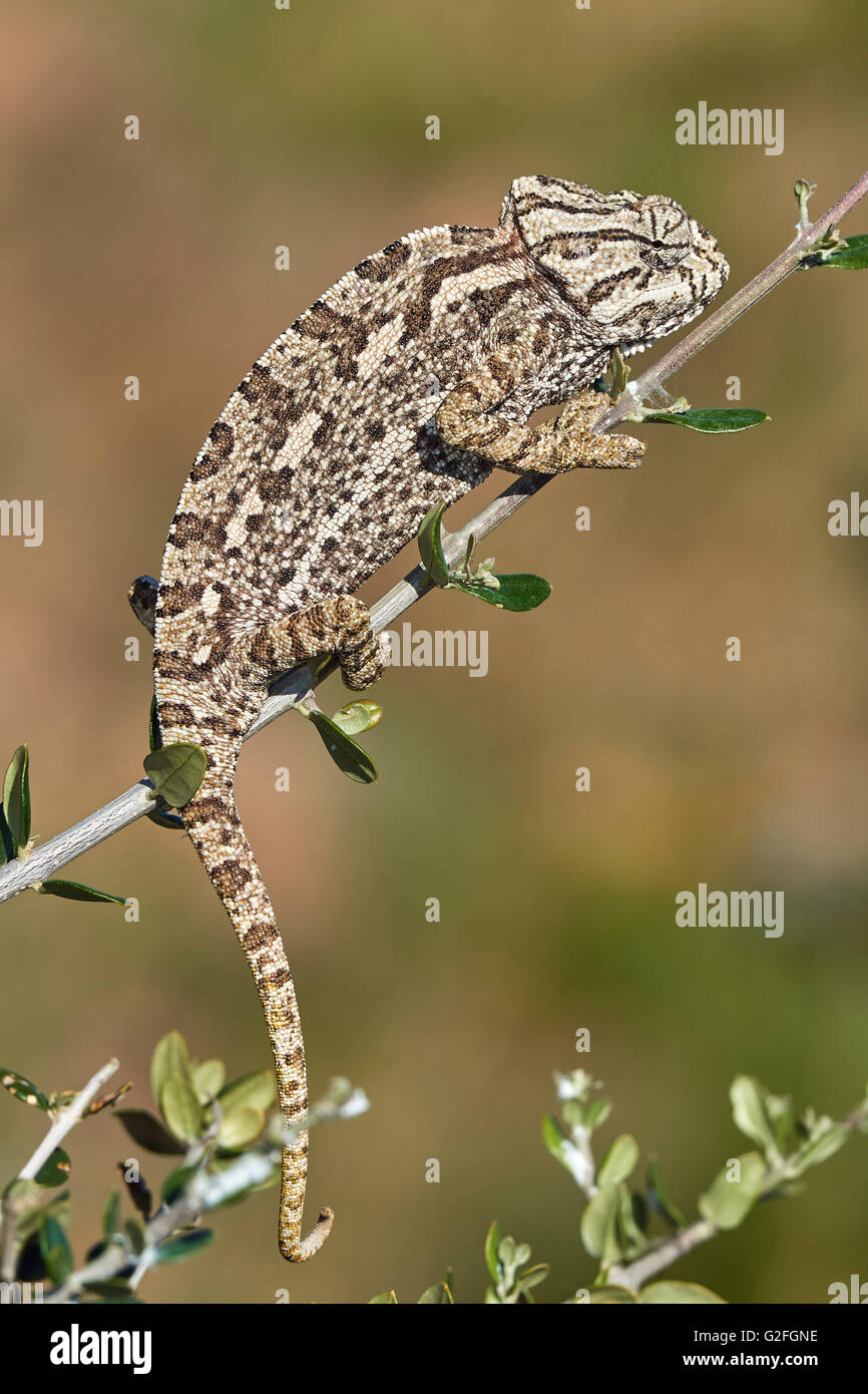 European Chamaleon (Chamaeleo chamaeleon) on a tree branch. Benalmadena ...