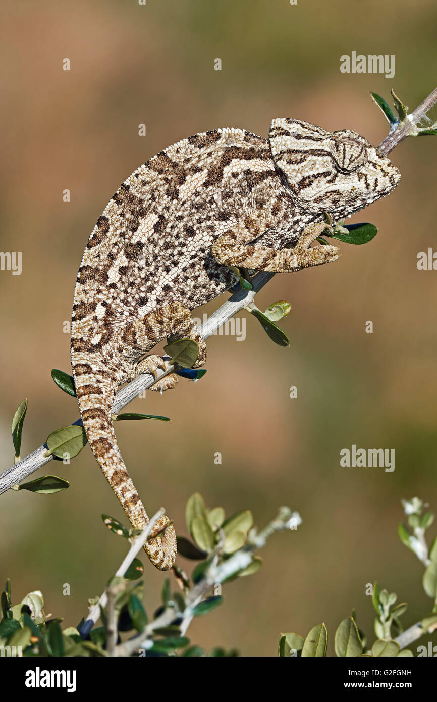 Wild chamaleon hi-res stock photography and images - Alamy