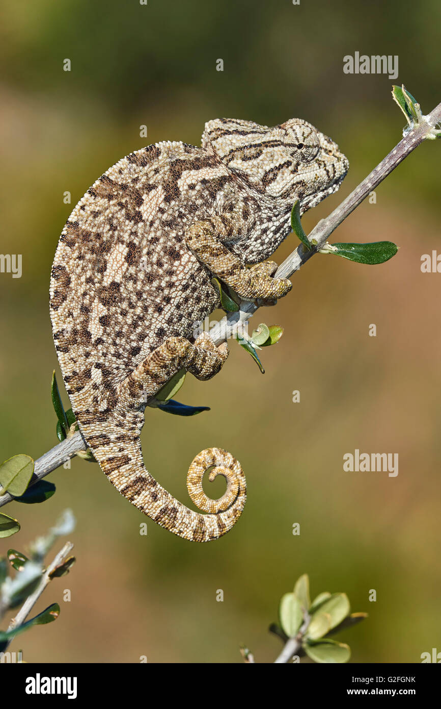 European Chamaleon (Chamaeleo chamaeleon) on a tree branch. Benalmadena ...