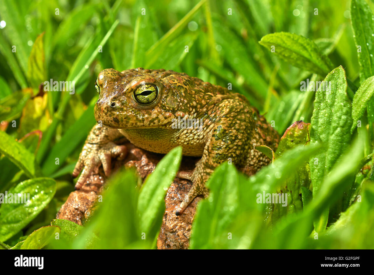 Sapo Corredor, Natterjack Toad, Bufo calamita, Benalmadena, Malaga ...