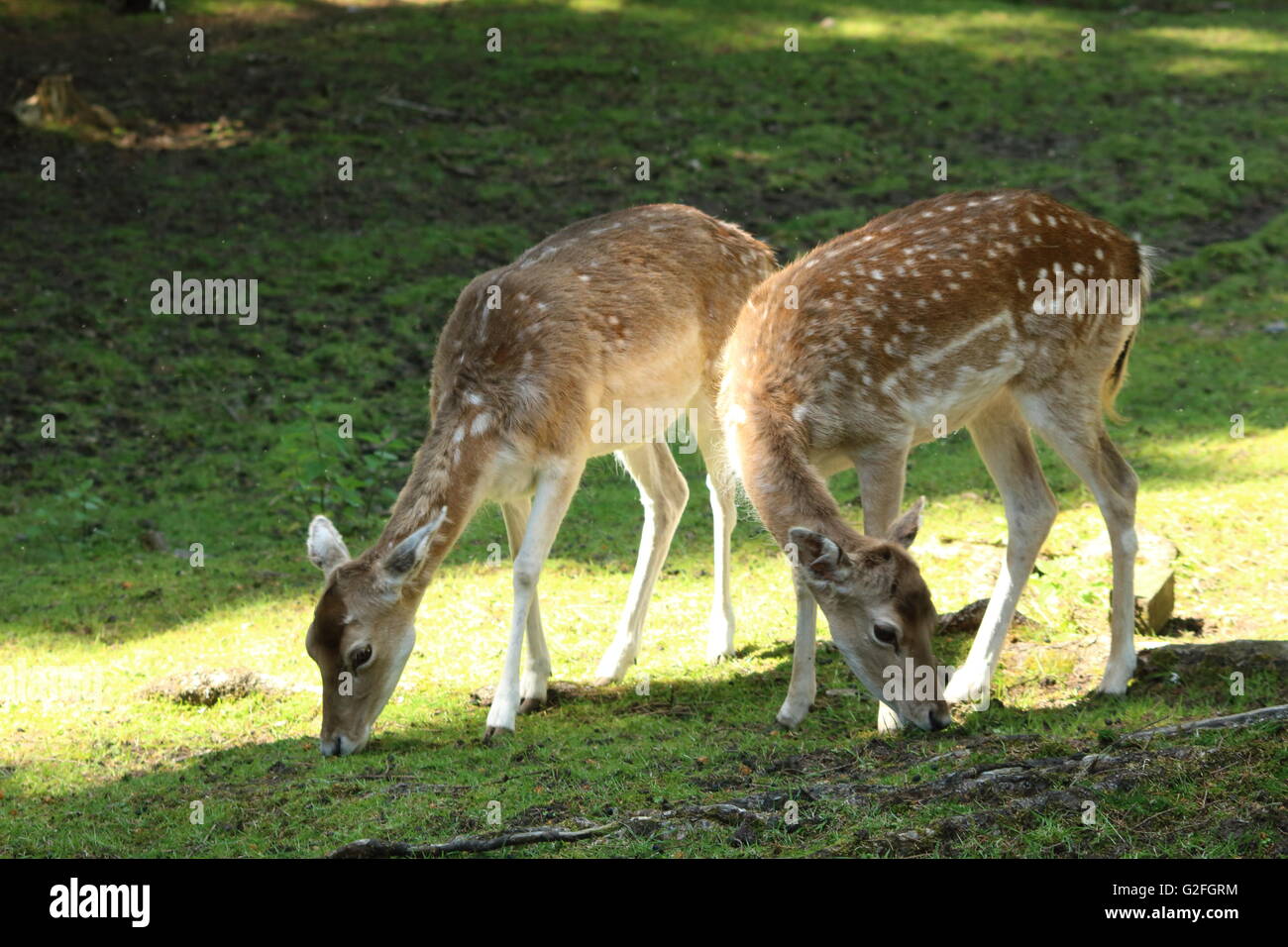 Young Deer at Dean Castle Country park, Kilmarnock Stock Photo - Alamy