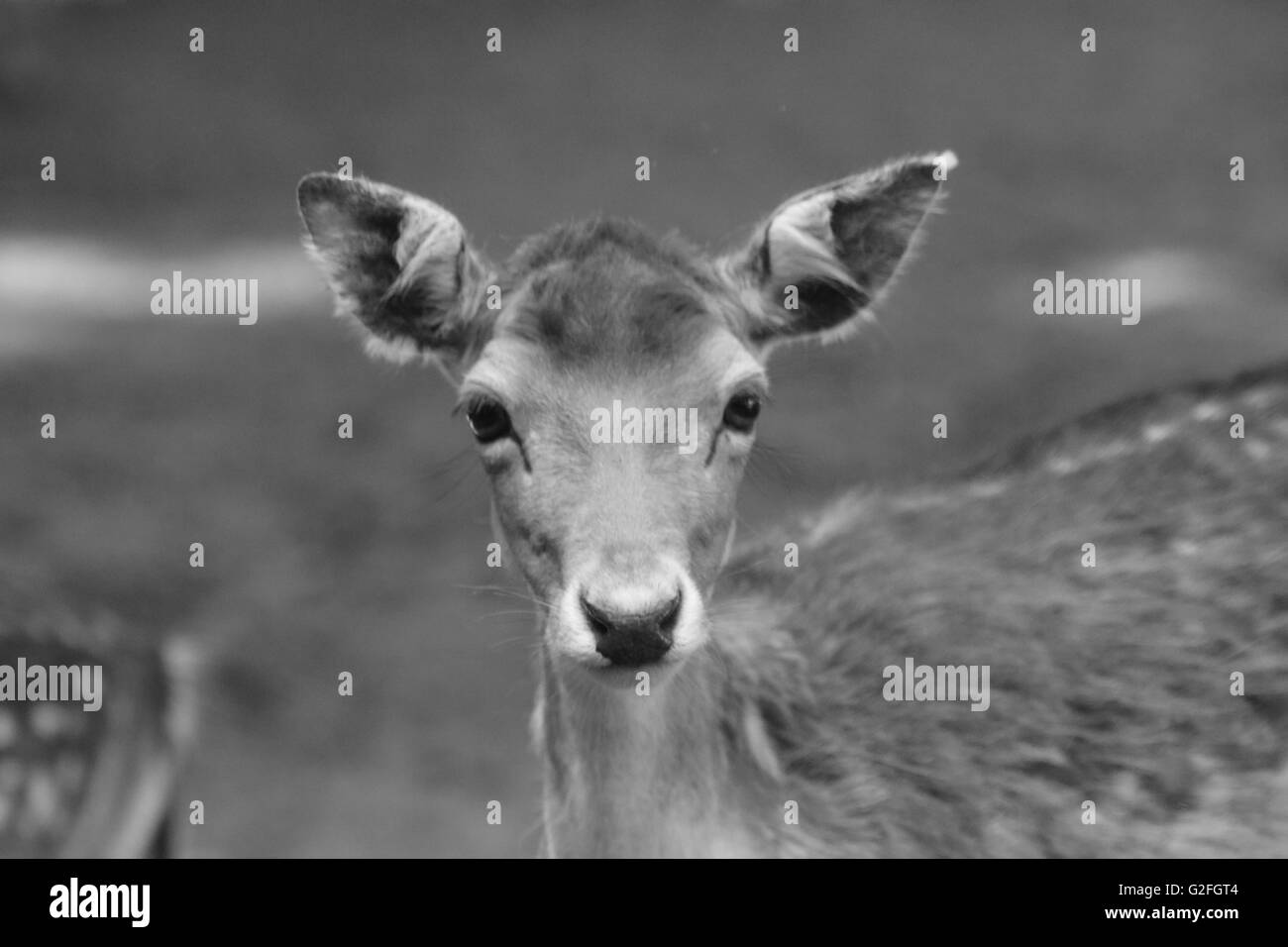 Young Deer at Dean Castle Country park, Kilmarnock Stock Photo - Alamy