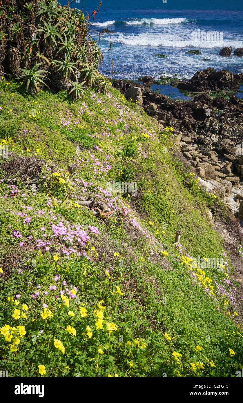 A coastal walk at bloom in Monterey ,California Stock Photo - Alamy