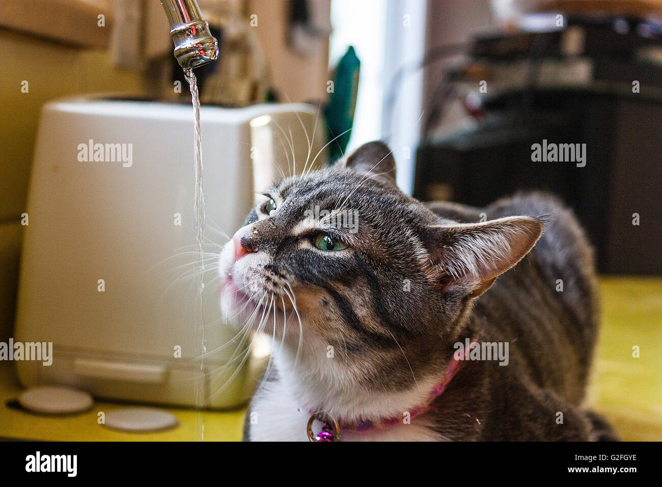 Emma the cat and her favorite way to get a drink of water Stock Photo ...