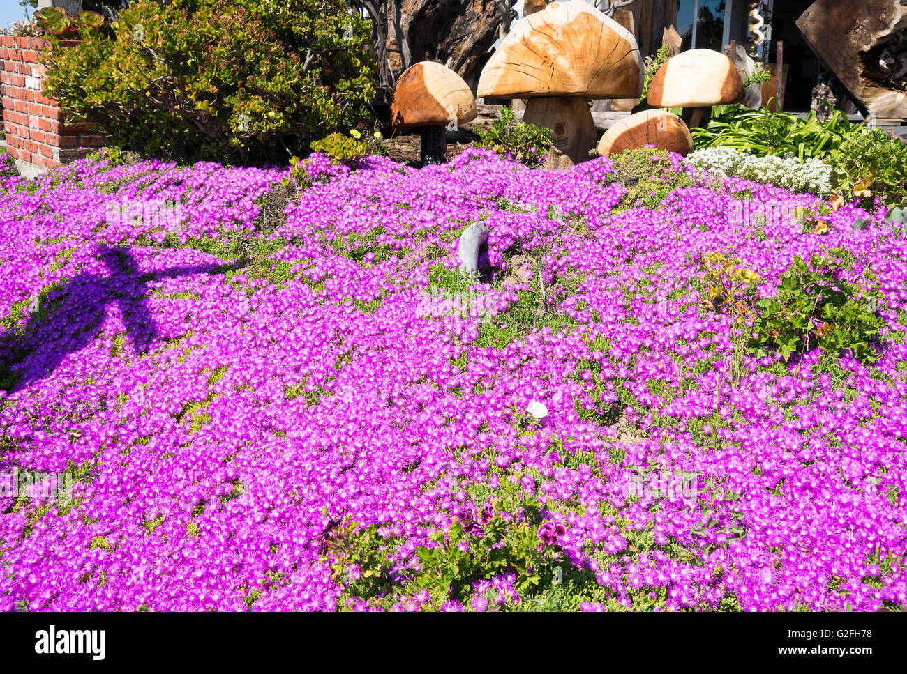 purple explosion of color,flowers in full bloom Stock Photo - Alamy