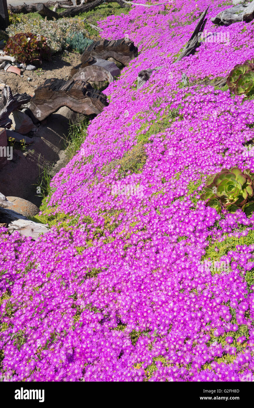 purple explosion of color,flowers in full bloom Stock Photo - Alamy