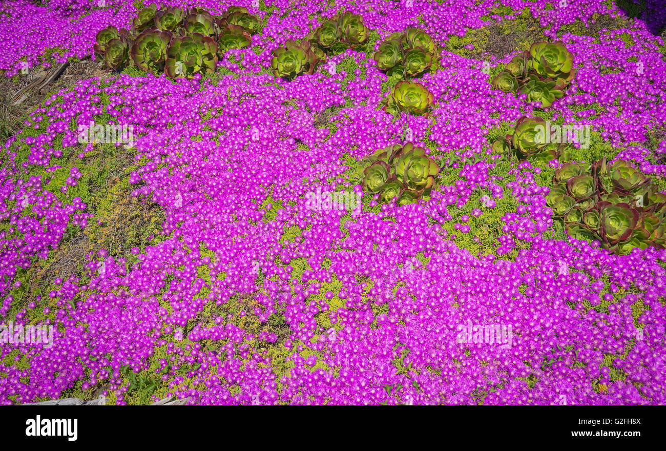 purple explosion of color,flowers in full bloom Stock Photo - Alamy