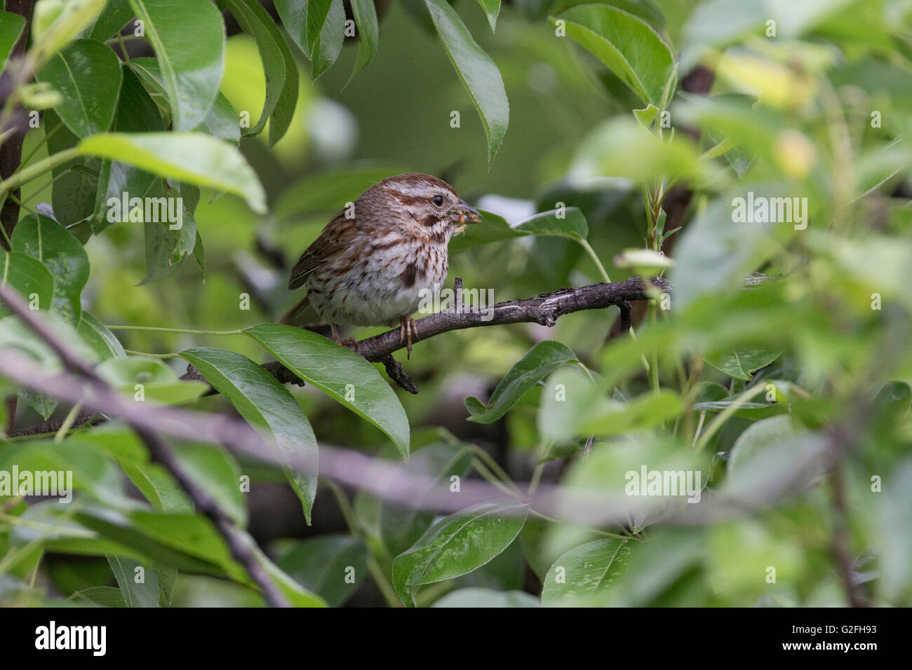Isolated Song Sparrow (Melospiza melodia) with food (worms) for babies ...