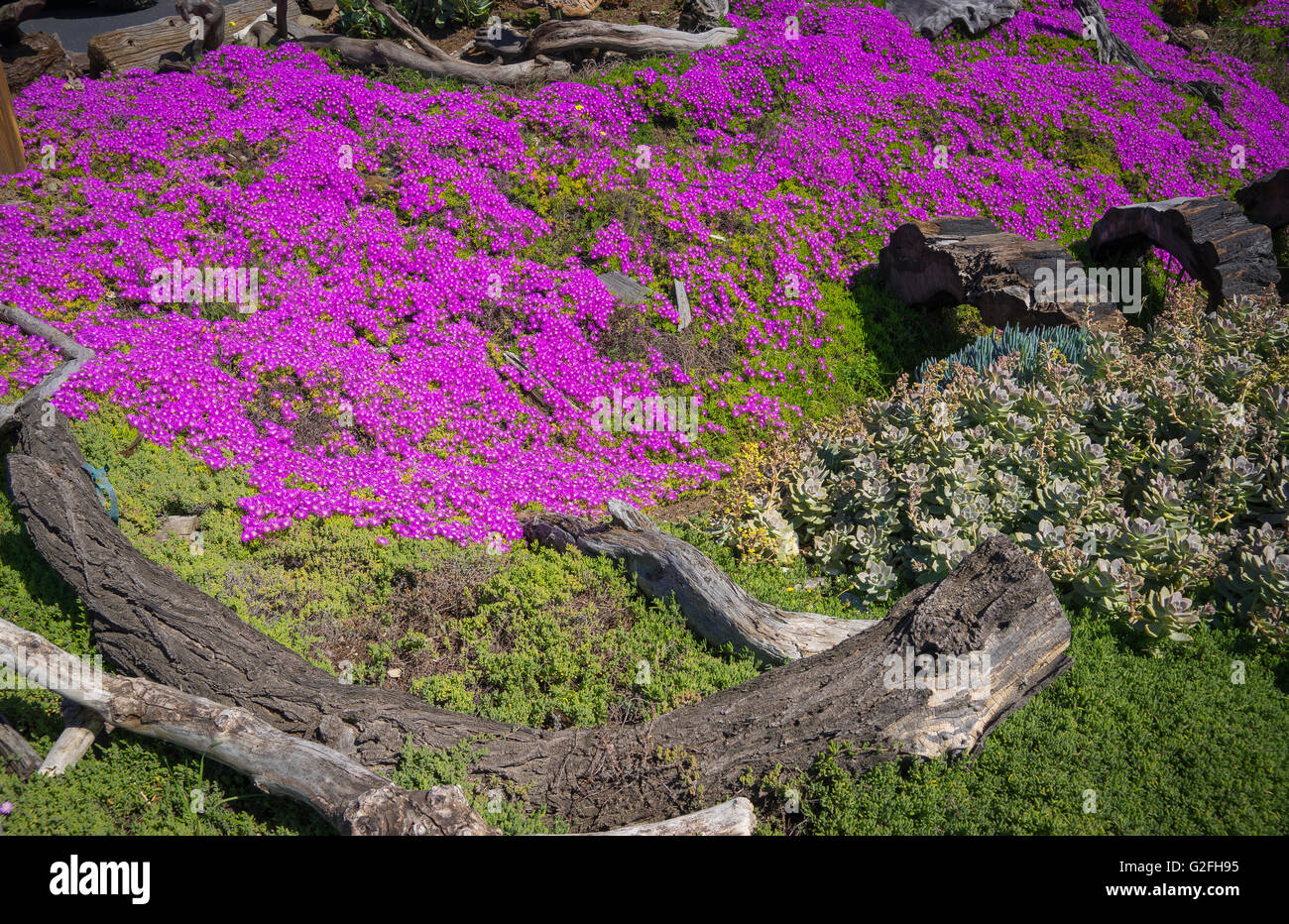 purple explosion of color,flowers in full bloom Stock Photo - Alamy