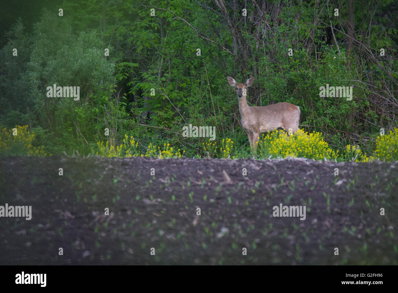 An early morning Whitetail deer female (Odocoileus virginianus Stock ...