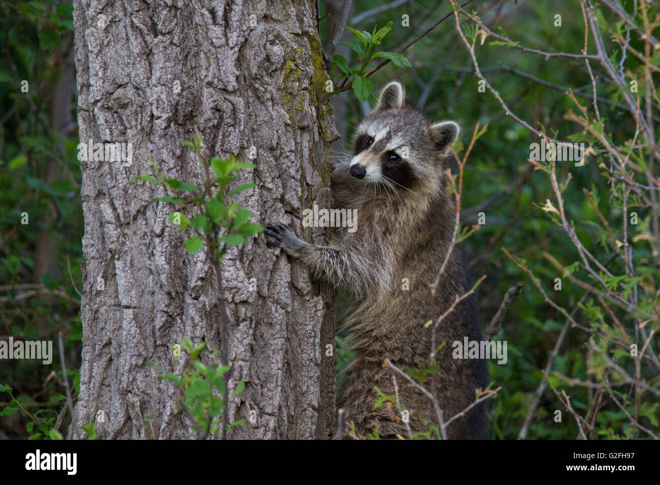 North American raccoon in forest Stock Photo - Alamy