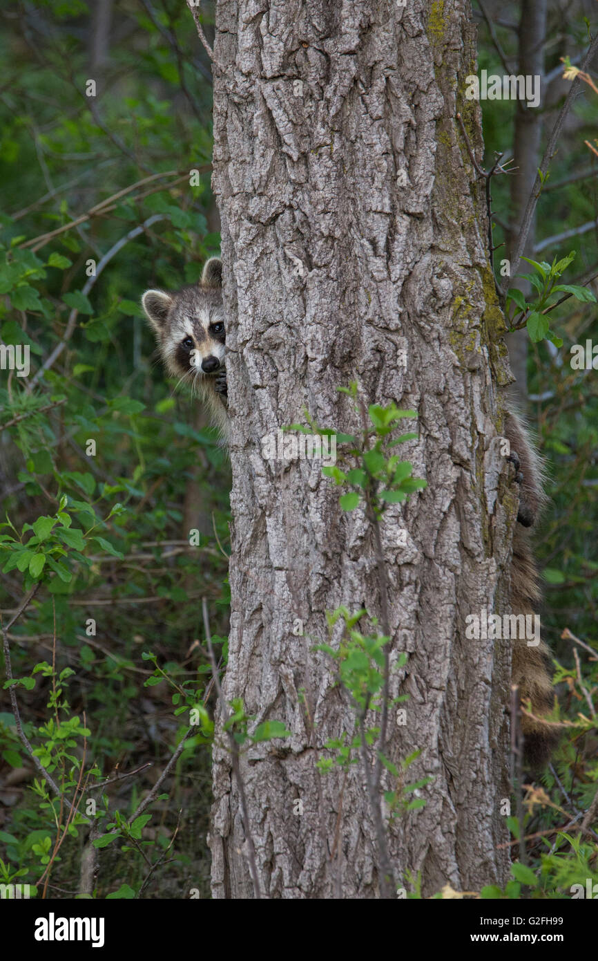 North American raccoon in forest Stock Photo - Alamy