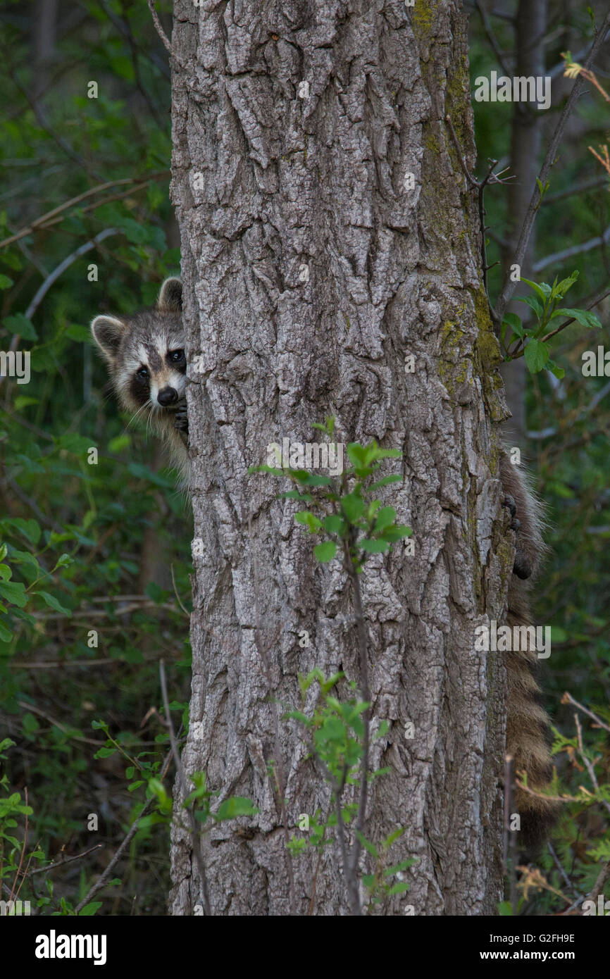 North American raccoon in forest Stock Photo - Alamy