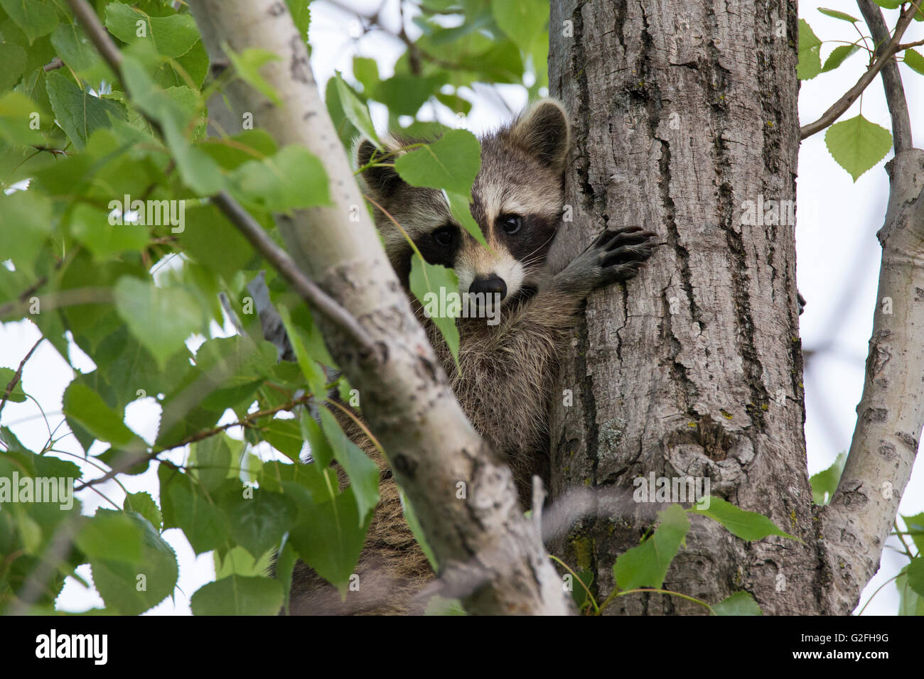 North American raccoon in forest Stock Photo - Alamy