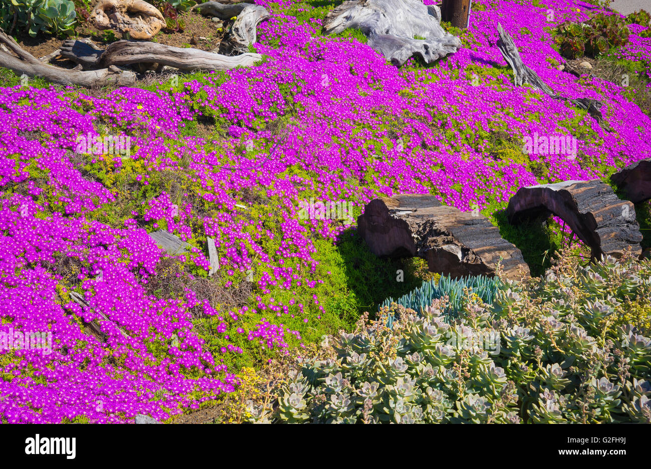 California highway flowers in bloom hi-res stock photography and images ...
