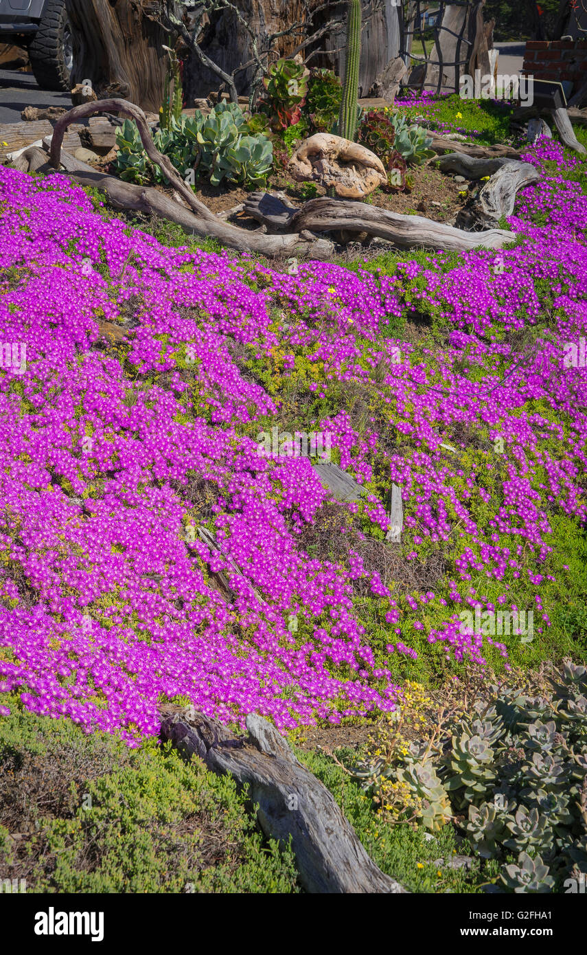 Purple explosion of colour, flowers in full bloom Stock Photo - Alamy
