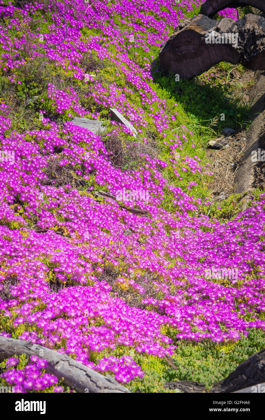 Purple explosion of colour, flowers in full bloom Stock Photo - Alamy
