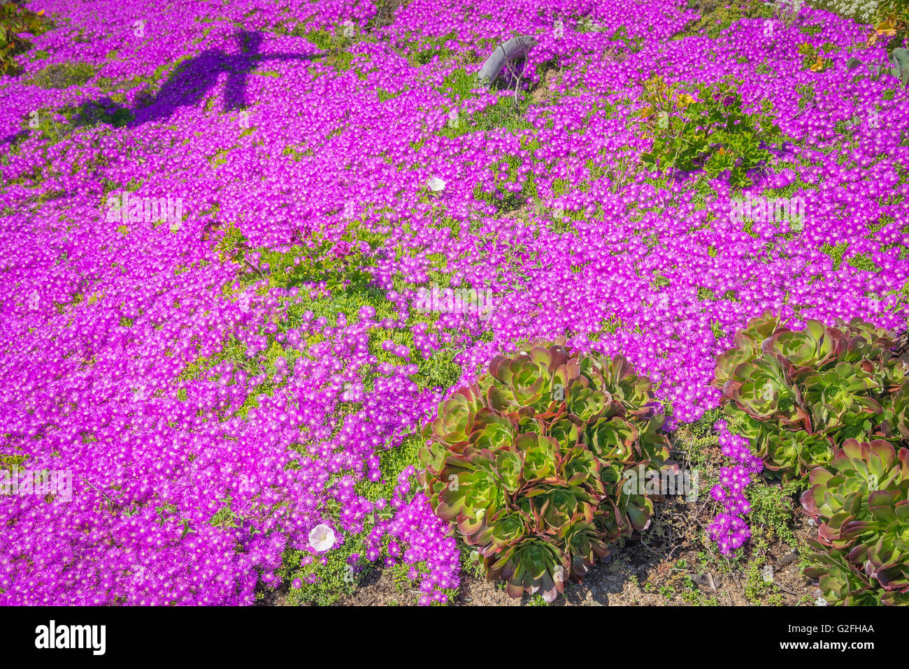 Purple explosion of colour, flowers in full bloom Stock Photo - Alamy