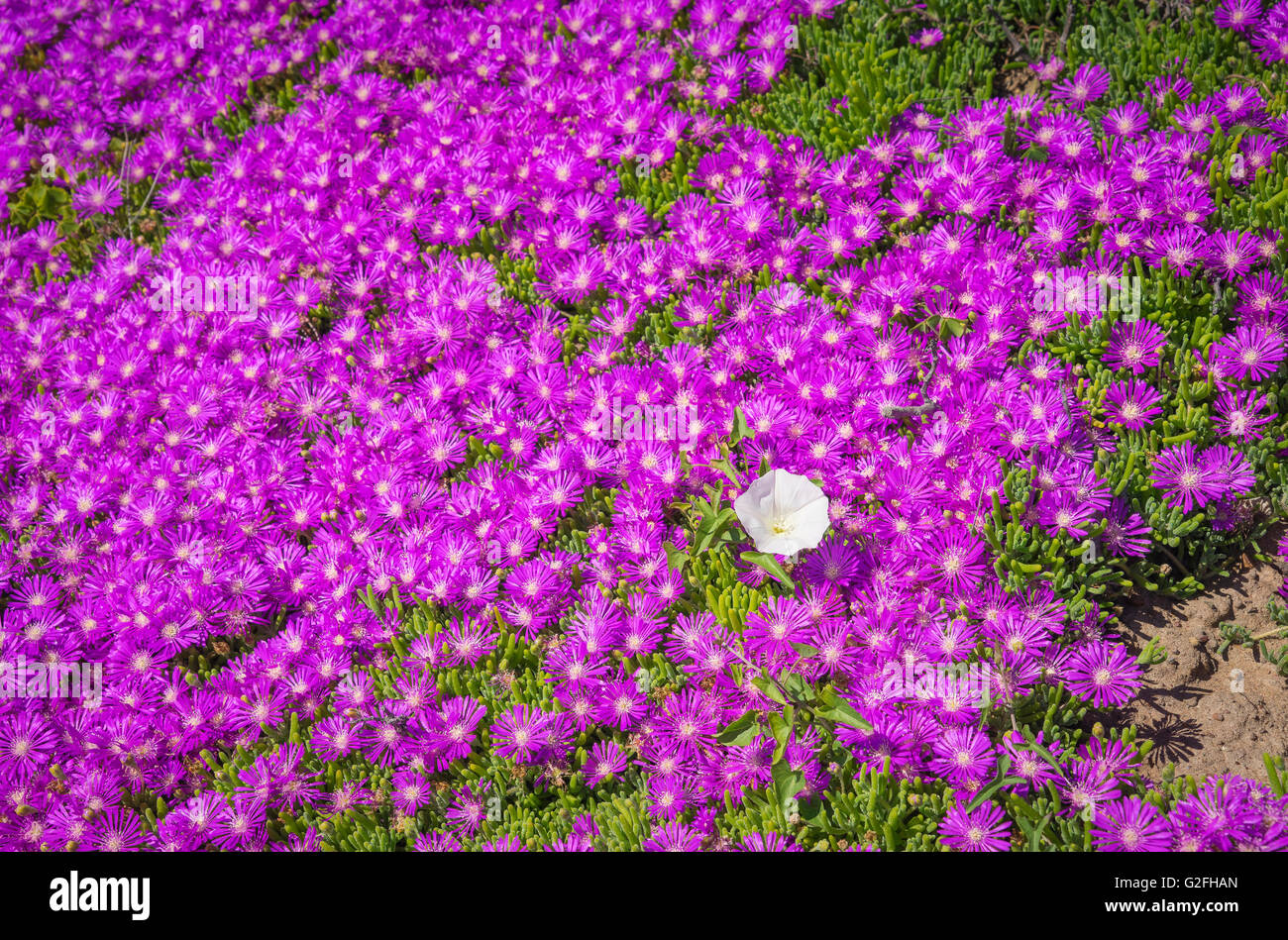 Purple explosion of colour, flowers in full bloom Stock Photo - Alamy