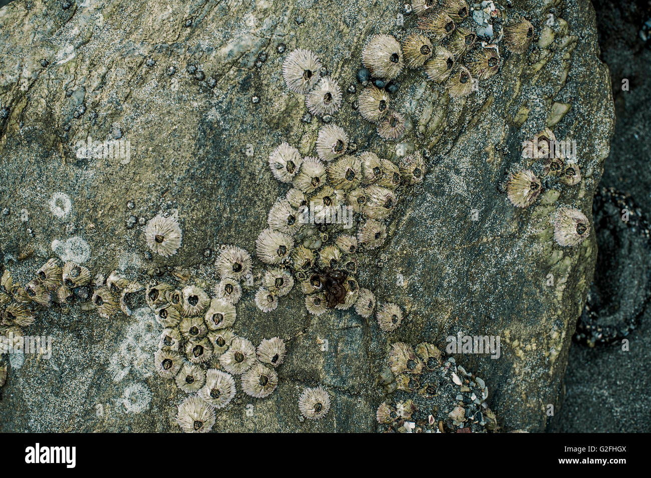 Barnacles on Rock, High Angle View Stock Photo - Alamy