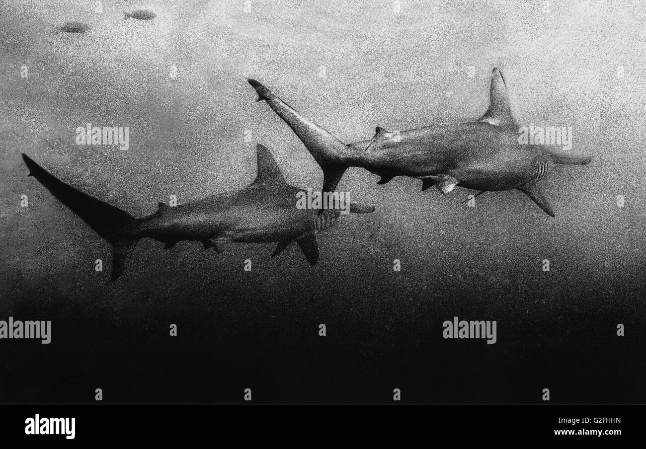 Sharks swimming underwater Black and White Stock Photos & Images - Alamy