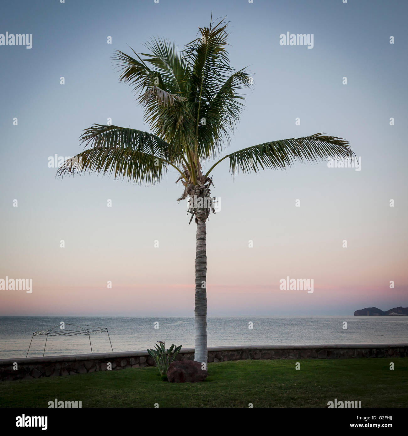 Palm Tree at Beach Stock Photo - Alamy