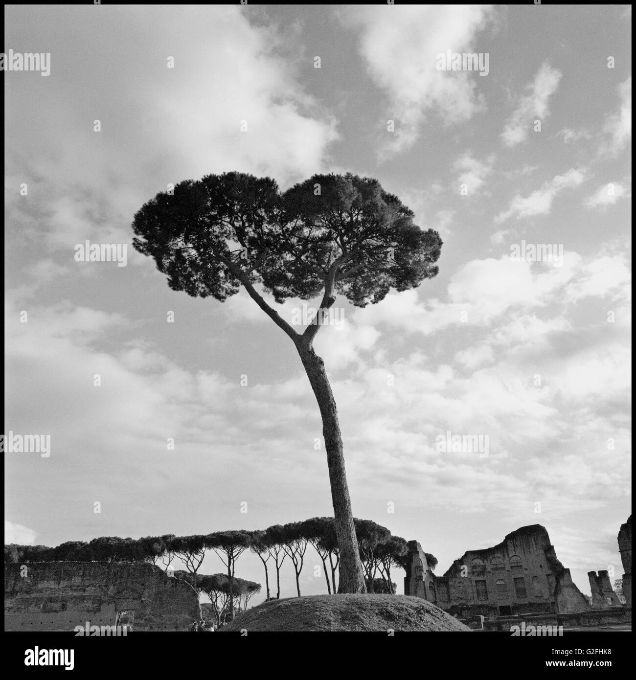 Trees above the clouds Black and White Stock Photos & Images - Alamy