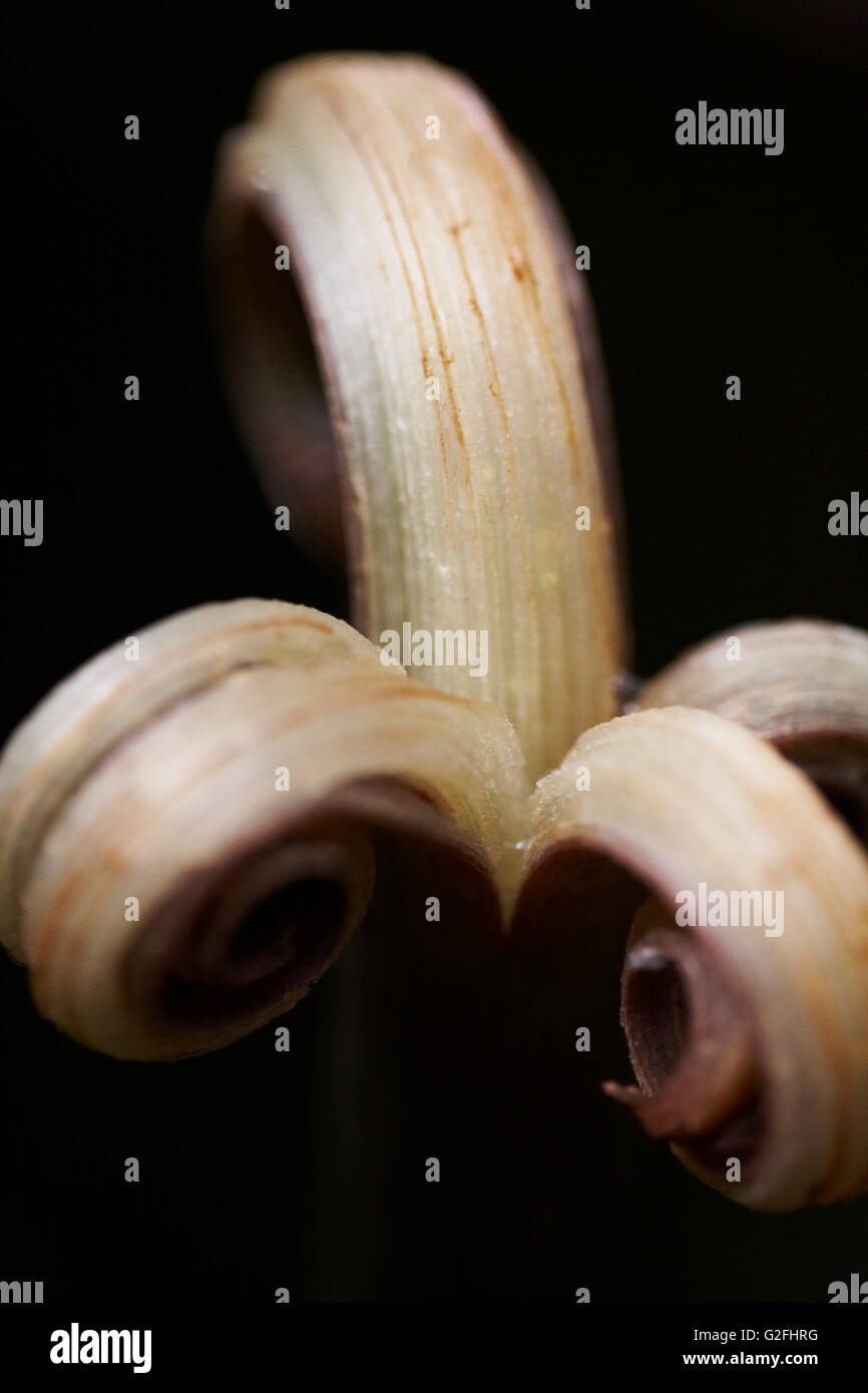 Curled plants hi-res stock photography and images - Alamy