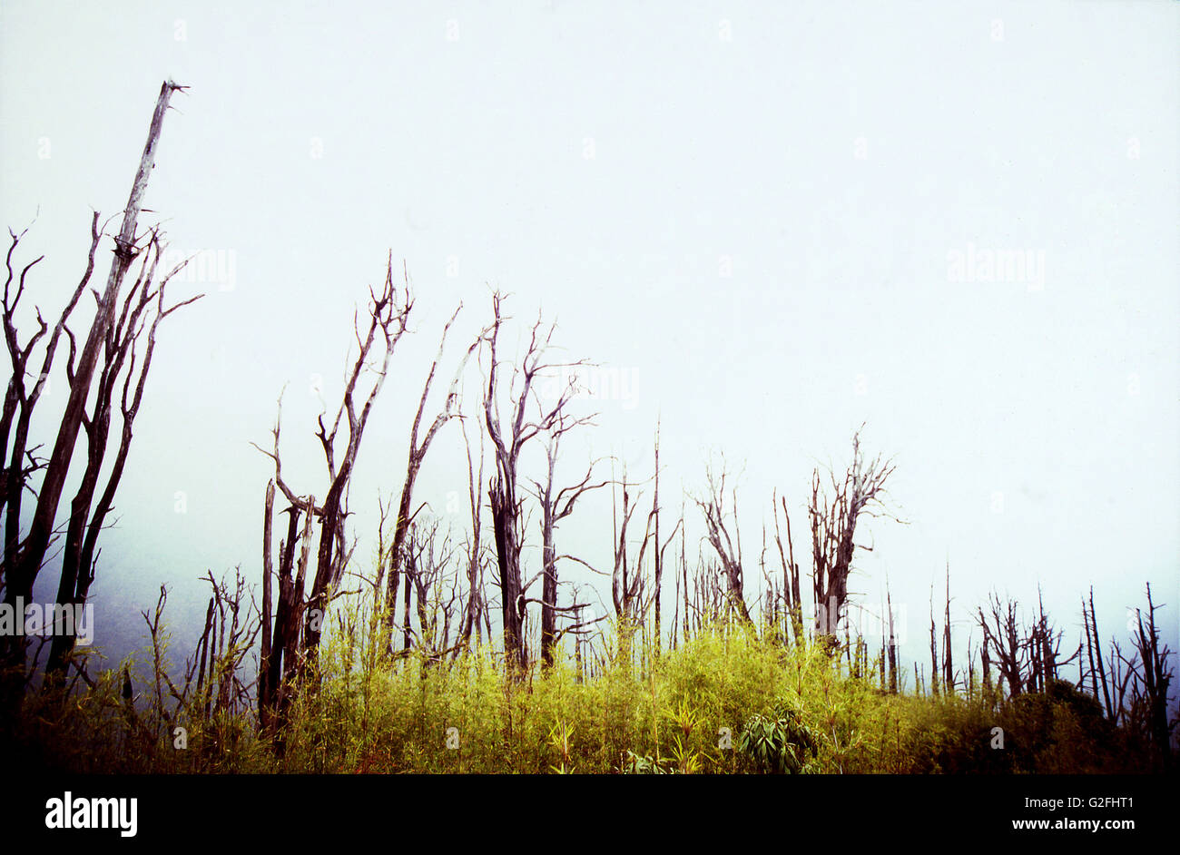 Dead Trees in India Stock Photo - Alamy