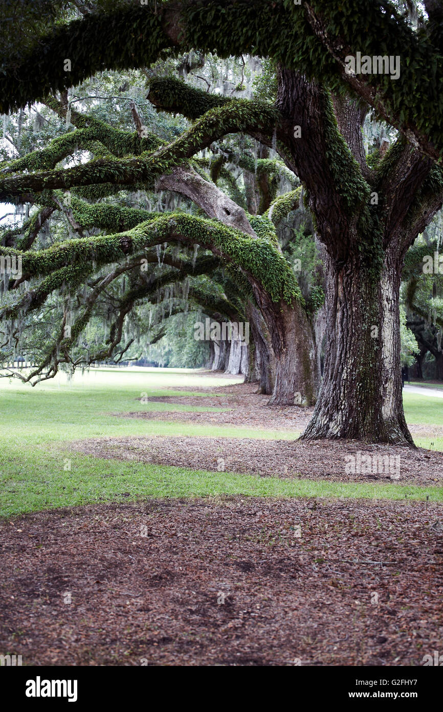 Row of trees spanish moss hi-res stock photography and images - Alamy