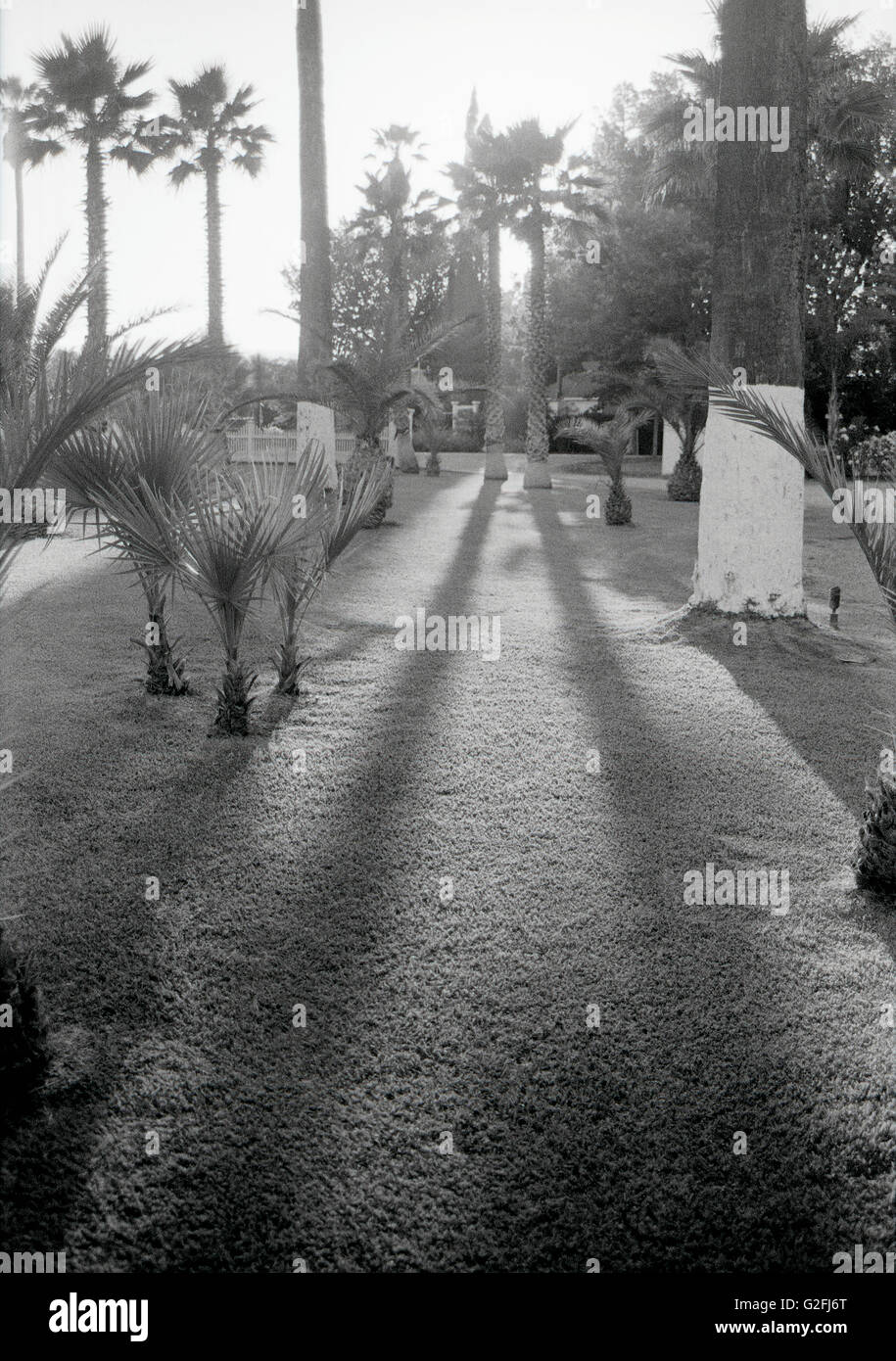 Palm trees with shadows hi-res stock photography and images - Alamy