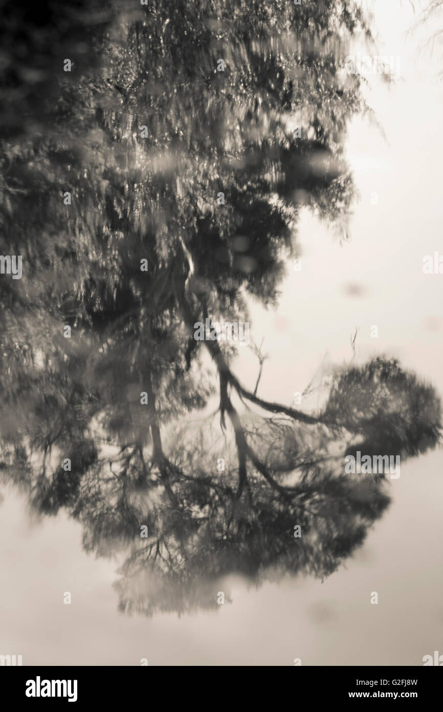 Tree Reflected in Puddle Stock Photo - Alamy
