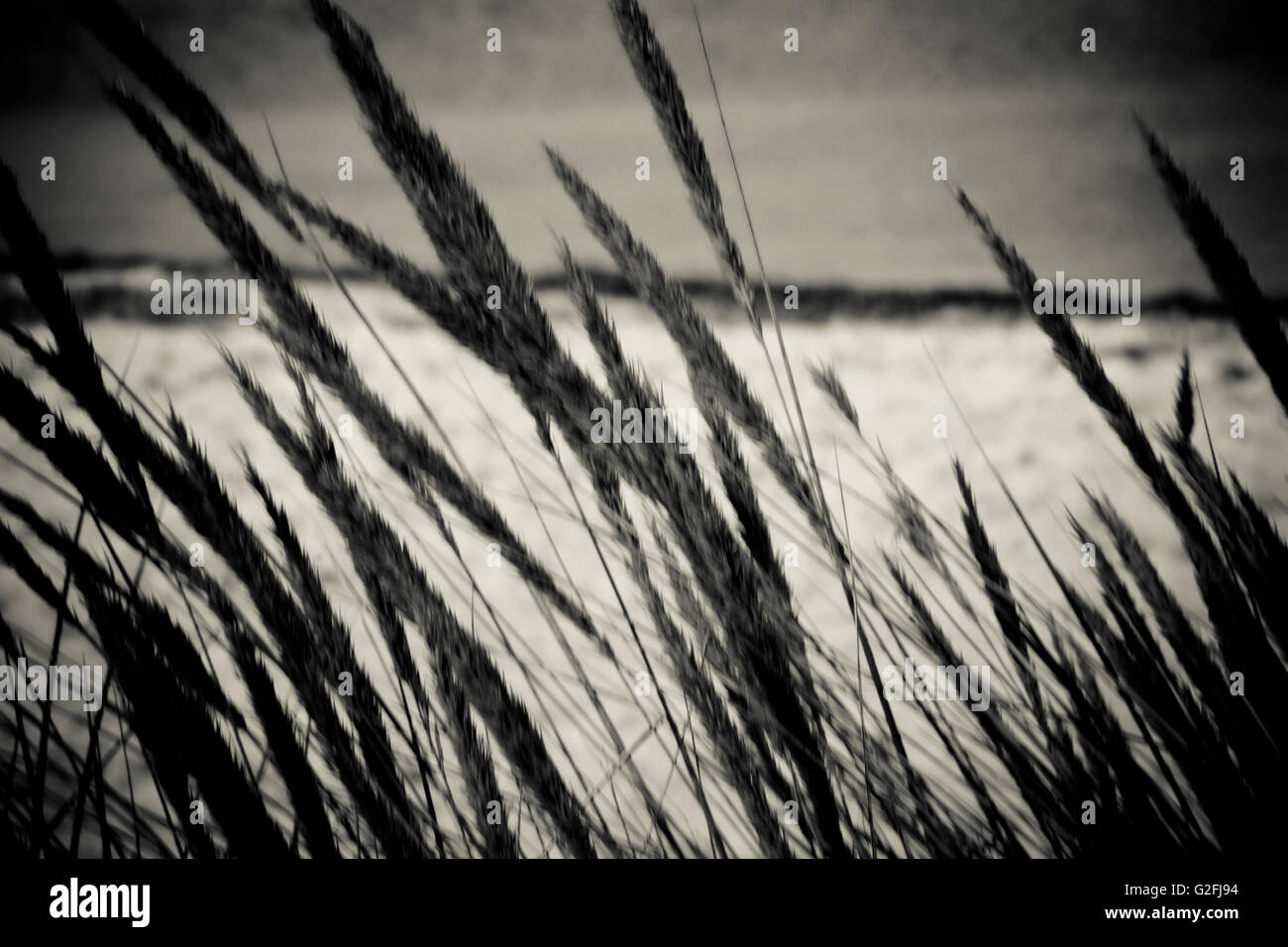 Seagrass Against Beach Landscape, Silhouette, Melbourne, Australia ...