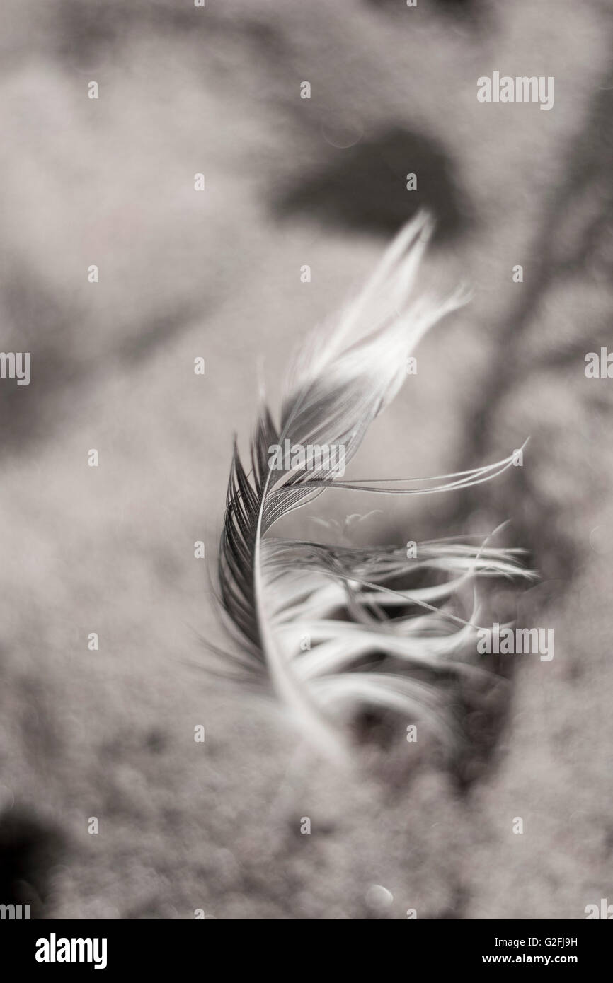 Feather Sticking Upright in Sand Stock Photo - Alamy