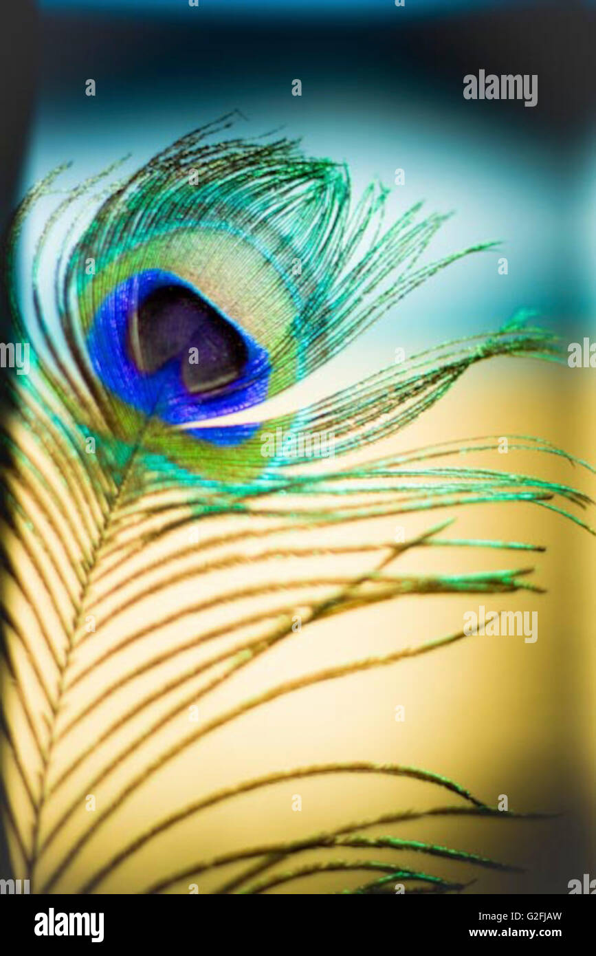 Peakcock Feather, Close-Up Stock Photo - Alamy