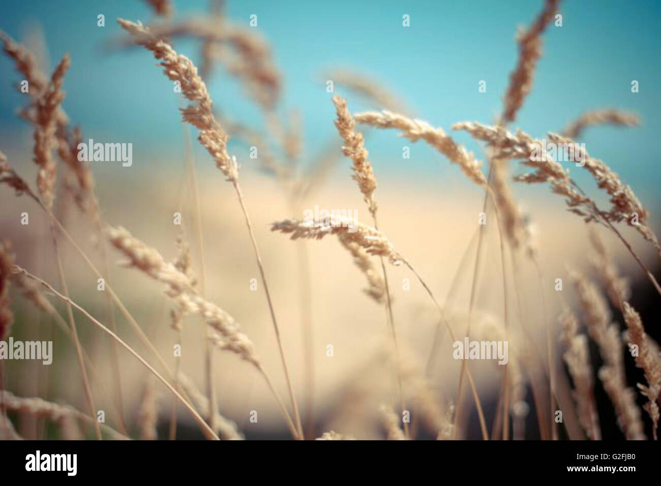 Stems of Wheat in Field, Close-Up Stock Photo - Alamy