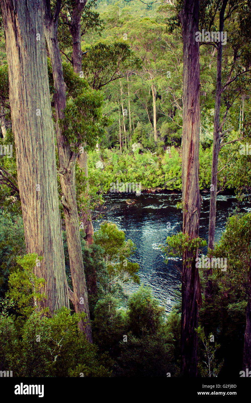 Tasmania forest hi-res stock photography and images - Alamy