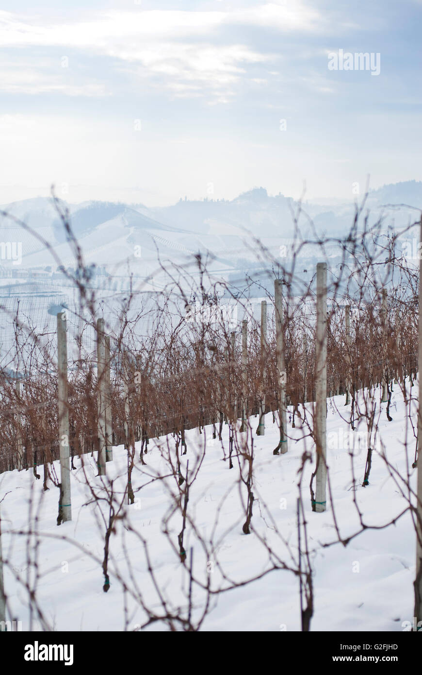 Vineyard in Winter, Italy Stock Photo - Alamy