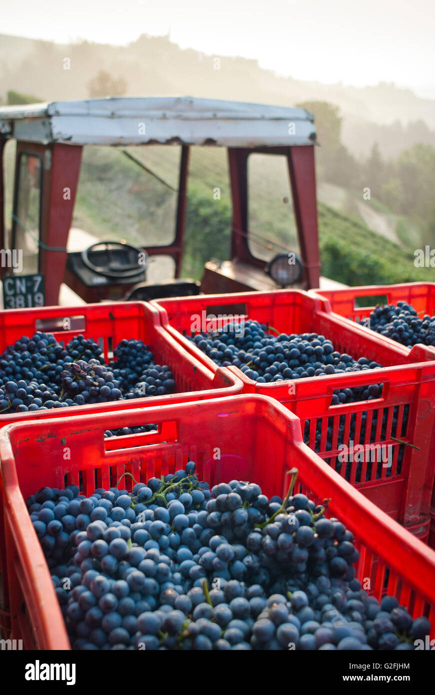 Crates of Grapes on Tractor Stock Photo - Alamy
