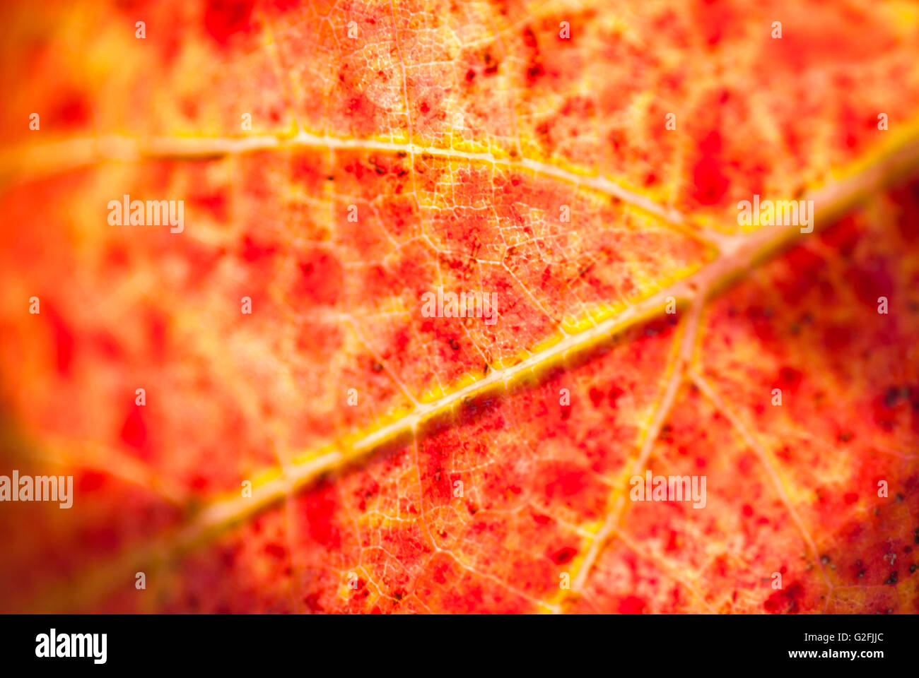 Red Grape Leaf, Close-Up Stock Photo - Alamy