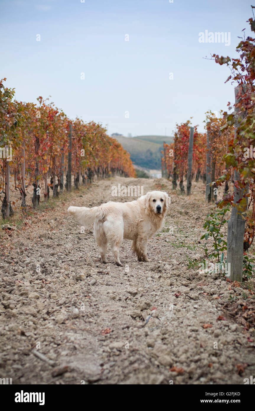 Dog in vineyard hi-res stock photography and images - Alamy