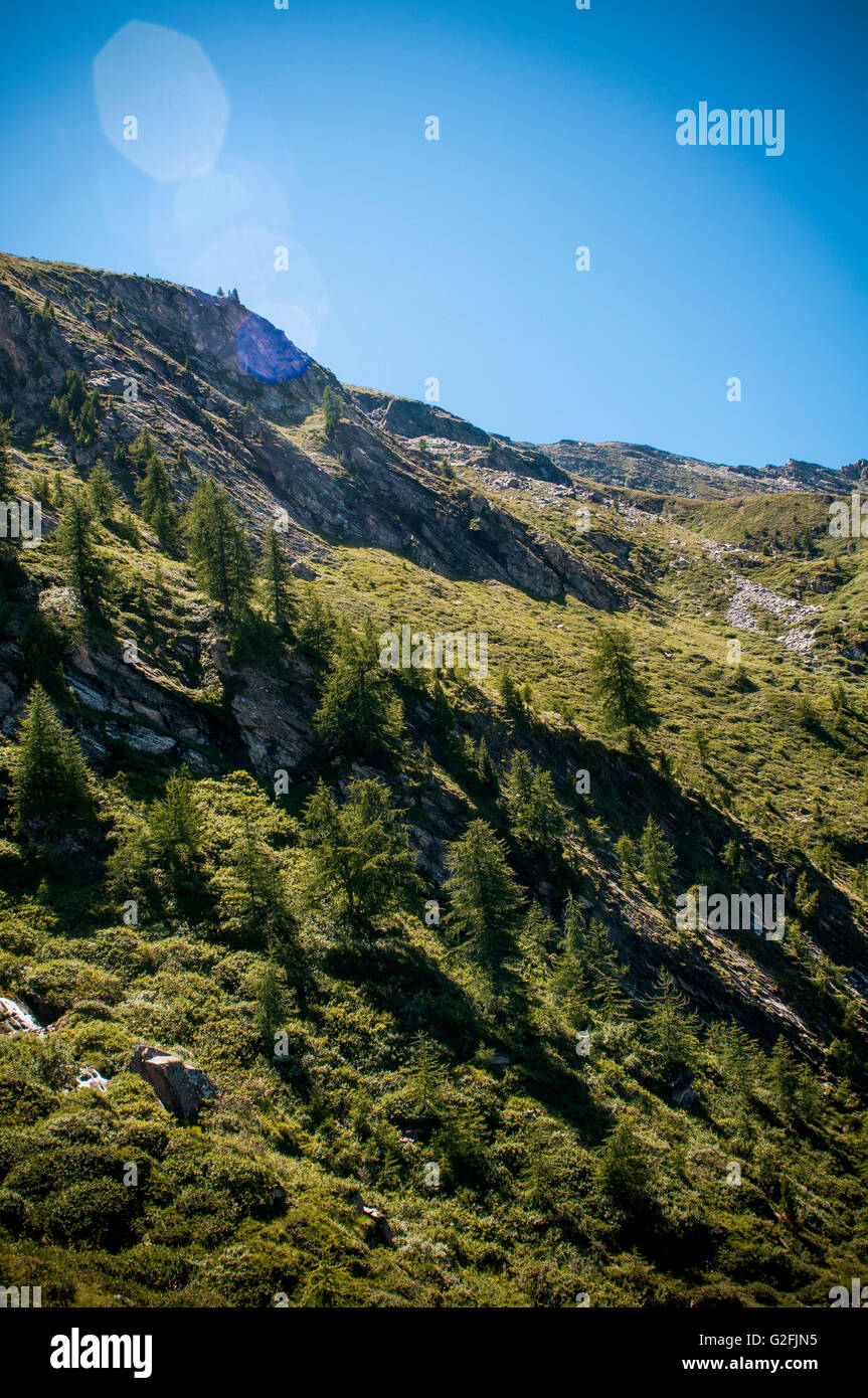 Mountainside Trees, Low Angle View Stock Photo - Alamy