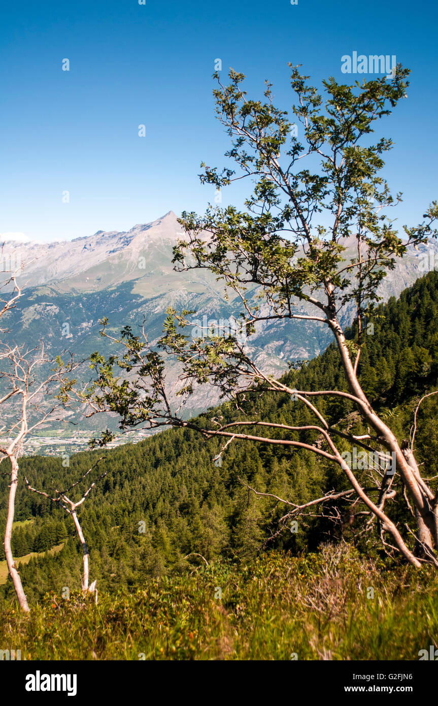 Landscape trees and nature hi-res stock photography and images - Alamy