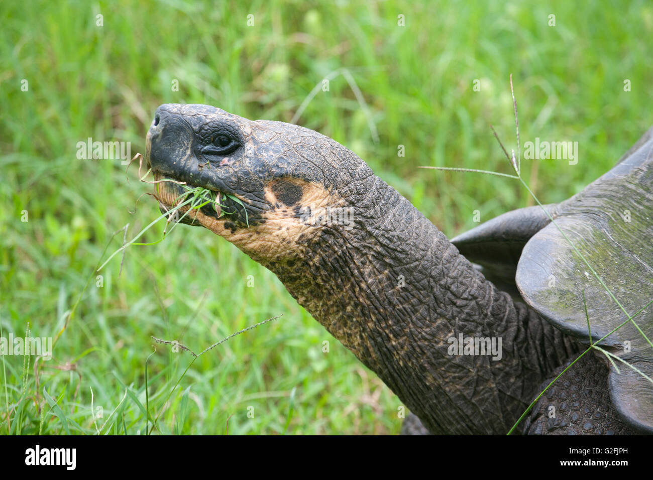 Galapagos Giant Tortoise, Chelonoidis nigra, largest living species of ...