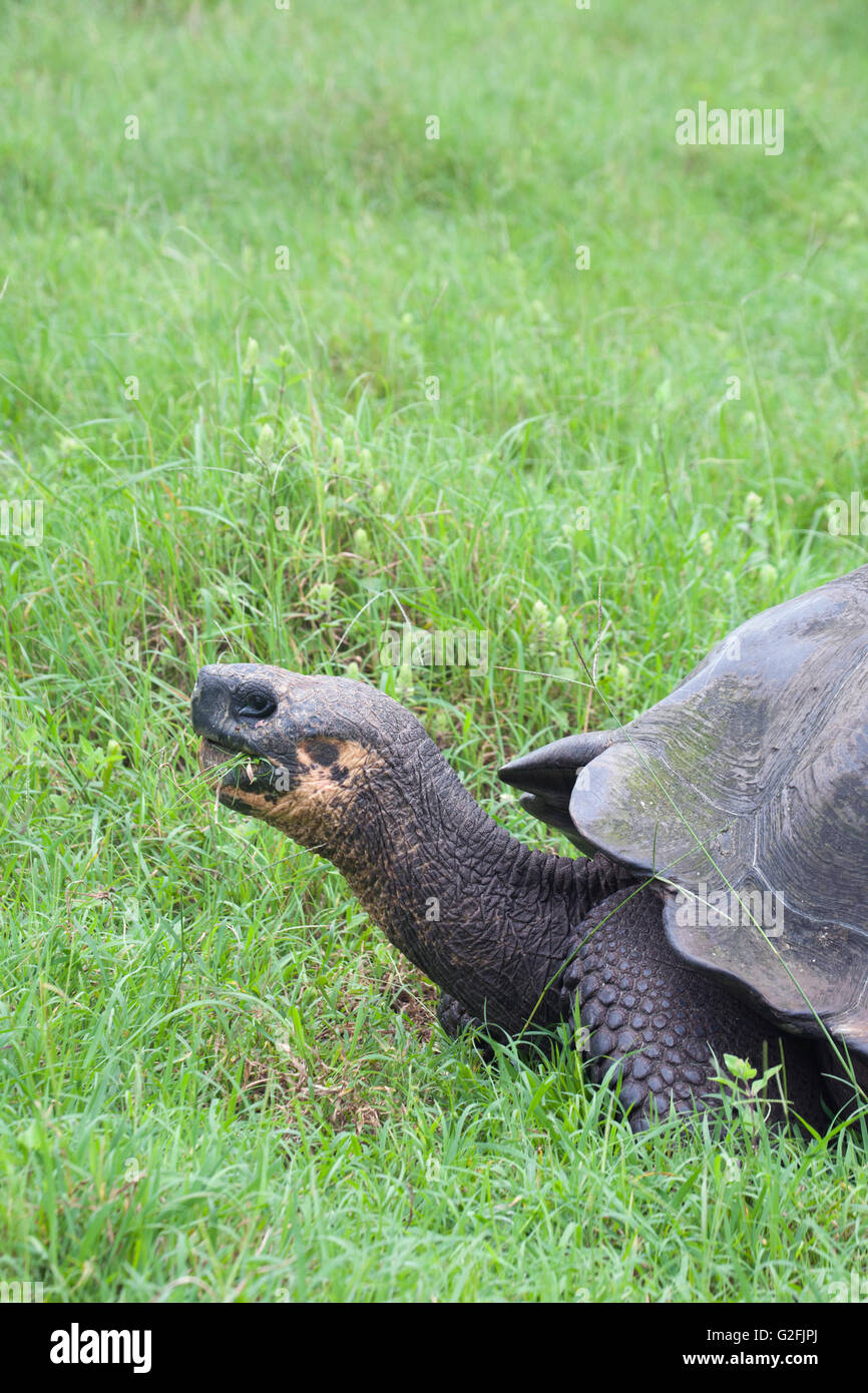 Galapagos Giant Tortoise, Chelonoidis nigra, largest living species of ...