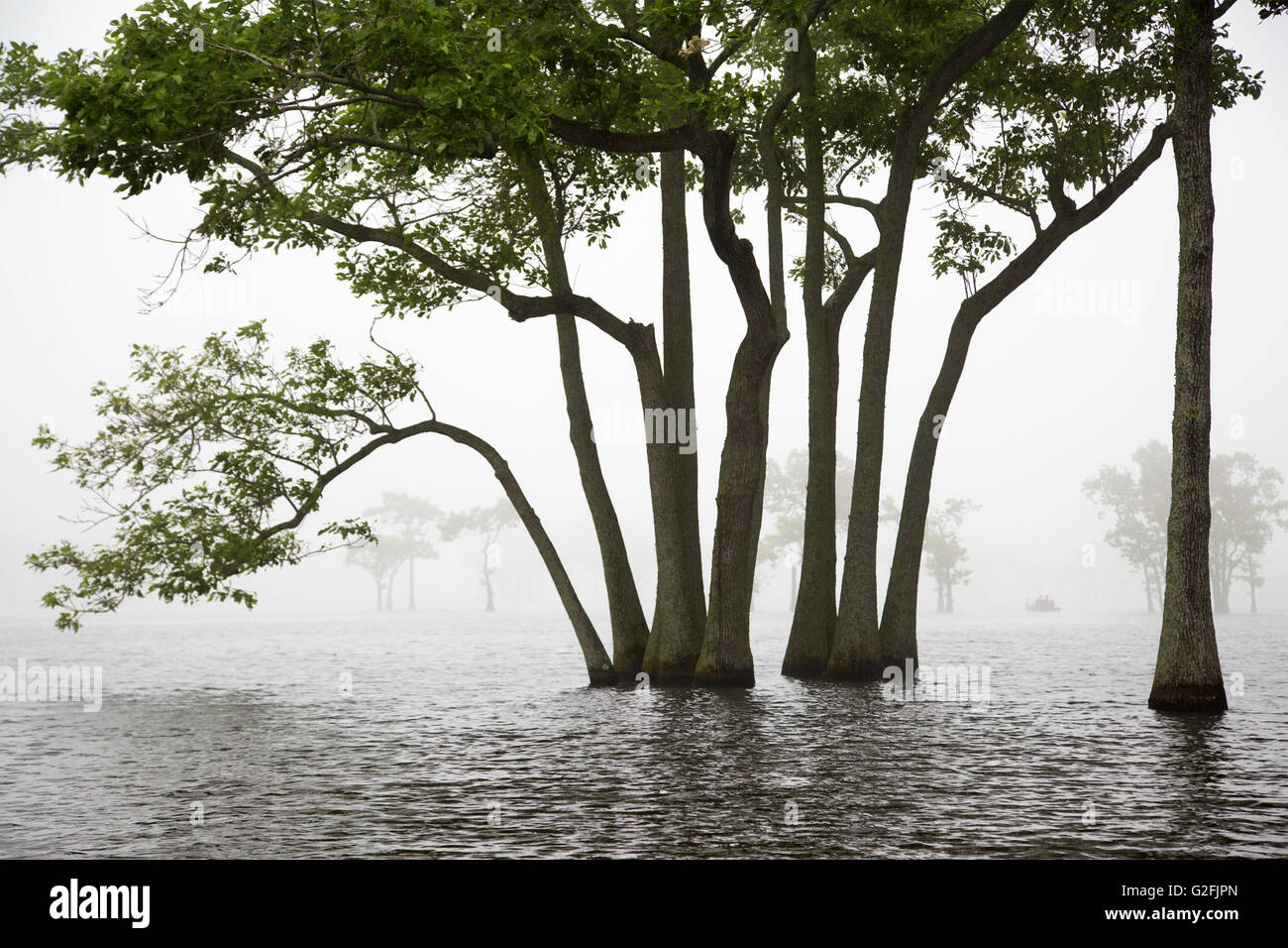 Water tupelo hi-res stock photography and images - Alamy